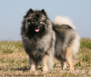 Grooming a Keeshond
